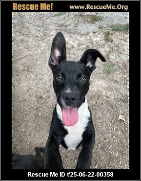 - Virginia Dog Rescue - ADOPTIONS - Rescue Me!