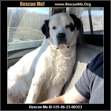 - Alaska Dog Rescue - ADOPTIONS - Rescue Me!