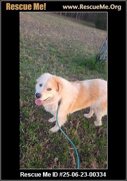 - South Carolina Dog Rescue - ADOPTIONS - Rescue Me!