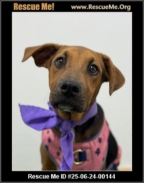 - California Rhodesian Ridgeback Rescue - ADOPTIONS - Rescue Me!
