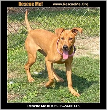 - South Carolina Dog Rescue - ADOPTIONS - Rescue Me!