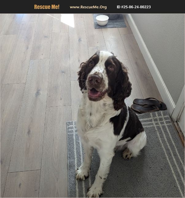 ADOPT 25062400223 ~ English Springer Spaniel Rescue ~ San Jose, CA