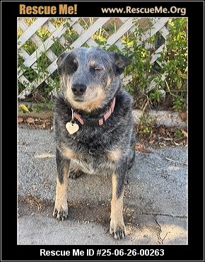 - California Australian Cattle Dog Rescue - ADOPTIONS - Rescue Me!