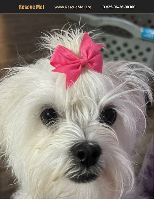 ADOPT 25062600360 ~ Maltese Rescue ~ Ephrata, WA