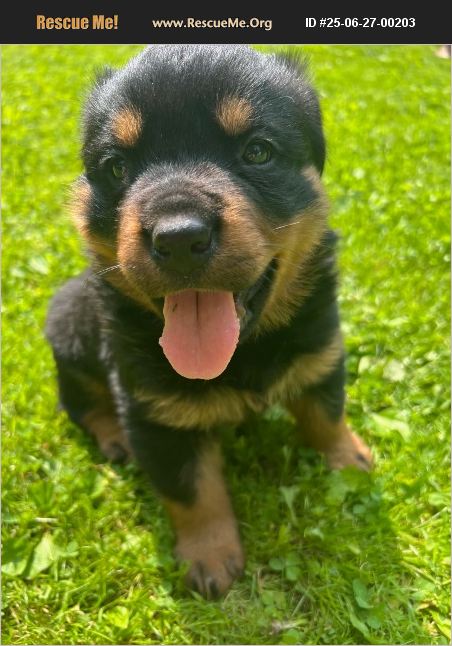 ADOPT 25062700203 ~ Rottweiler Rescue ~ Brewster, NY