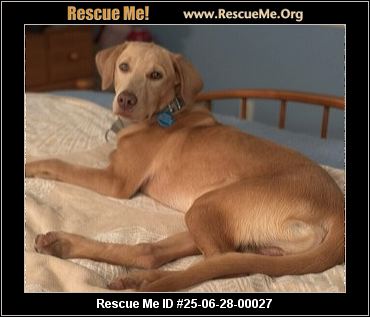 - Angels Helping Animals Worldwide - MA - AVAILABLE PETS