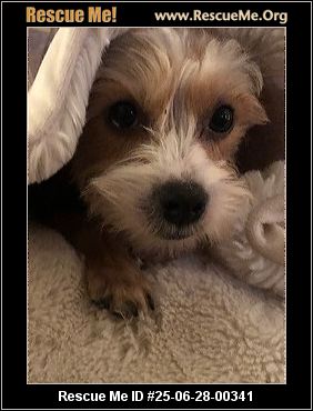- Tennessee Yorkie Rescue - ADOPTIONS - Rescue Me!