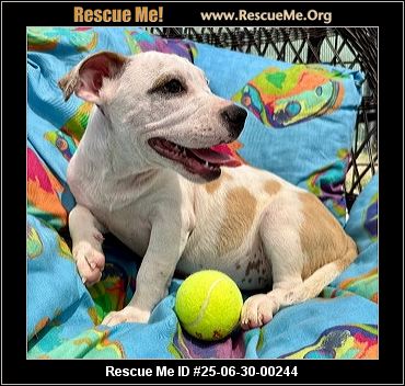 - Florida Jack Russell Rescue - ADOPTIONS - Rescue Me!
