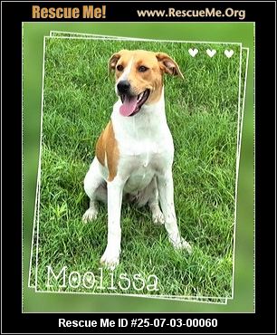 - Oklahoma Beagle Rescue - ADOPTIONS - Rescue Me!