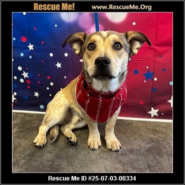 - Arizona Corgi Rescue - ADOPTIONS - Rescue Me!