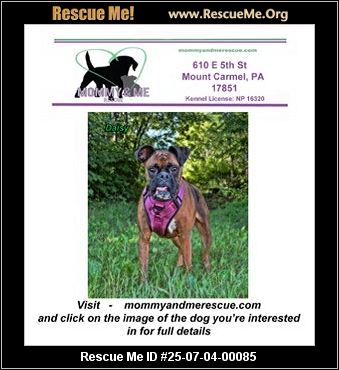 - Pennsylvania Dog Rescue - ADOPTIONS - Rescue Me!