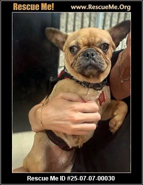 - New York Dog Rescue - ADOPTIONS - Rescue Me!