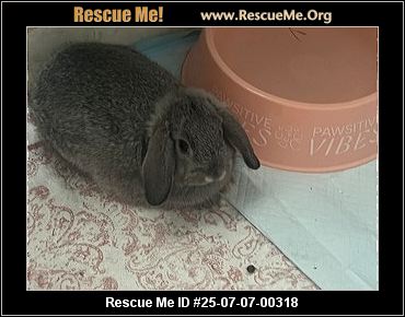 - Oklahoma Rabbit Rescue - ADOPTIONS - Rescue Me!