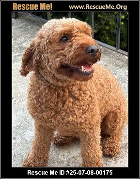 - New York Poodle Rescue - ADOPTIONS - Rescue Me!