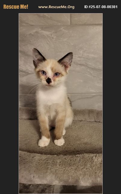 ADOPT 25070800381 ~ Siamese Rescue ~ Cosby, TN