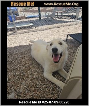 - New Mexico Dog Rescue - ADOPTIONS - Rescue Me!