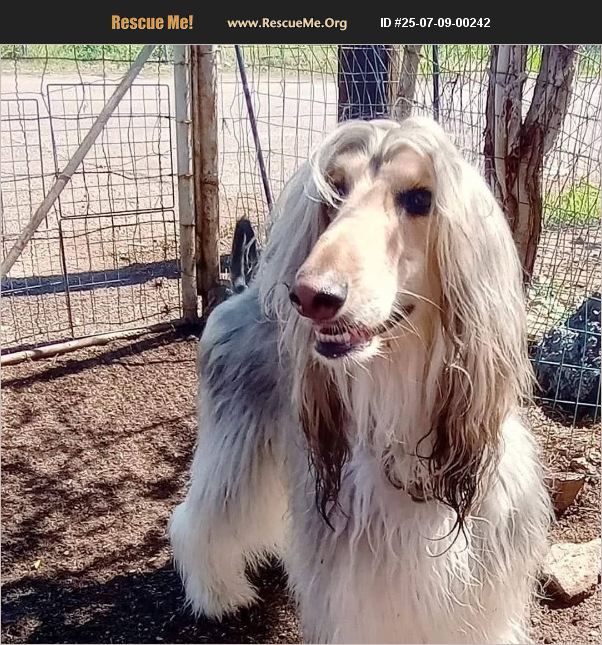 ADOPT 25070900242 ~ Afghan Hound Rescue ~ Globe, AZ