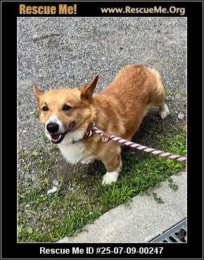 - New York Corgi Rescue - ADOPTIONS - Rescue Me!