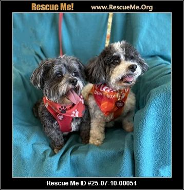 - Florida Maltese Rescue - ADOPTIONS - Rescue Me!