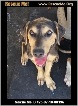 - Texas Mutt Rescue - ADOPTIONS - Rescue Me!