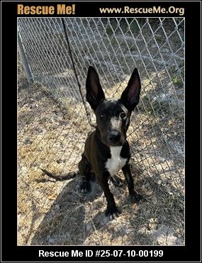 - Texas Mutt Rescue - ADOPTIONS - Rescue Me!