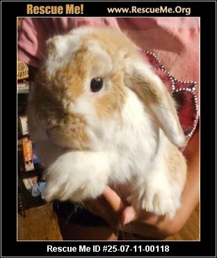 - Virginia Rabbit Rescue - ADOPTIONS - Rescue Me!