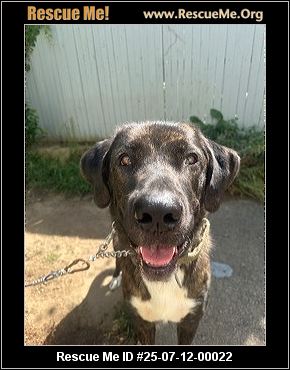 - Rhode Island Dog Rescue - ADOPTIONS - Rescue Me!