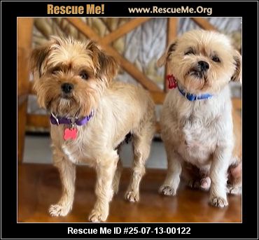 - Georgia Yorkie Rescue - ADOPTIONS - Rescue Me!