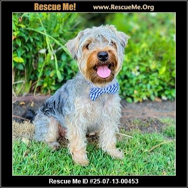 - California Yorkie Rescue - ADOPTIONS - Rescue Me!