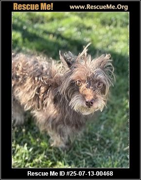 - Washington Yorkie Rescue - ADOPTIONS - Rescue Me!