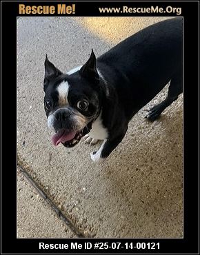 - Rhode Island Dog Rescue - ADOPTIONS - Rescue Me!