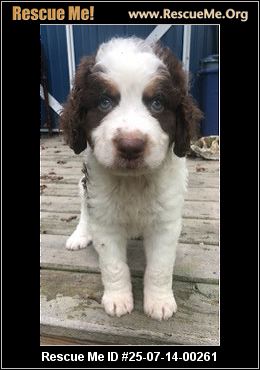 - Ohio Golden Retriever Rescue - ADOPTIONS - Rescue Me!