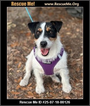 - Florida Jack Russell Rescue - ADOPTIONS - Rescue Me!