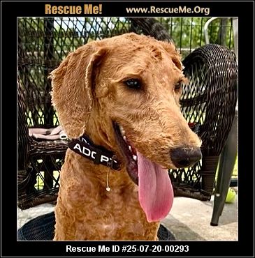 - Florida Poodle Rescue - ADOPTIONS - Rescue Me!