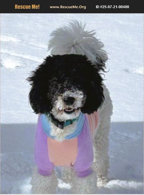 ADOPT 25072100400 ~ Portuguese Water Dog Rescue ~ Frederick, MD