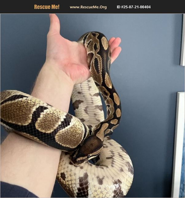 ADOPT 25072100404 ~ Reptile/Amphibian Rescue ~ Cambridge, MA