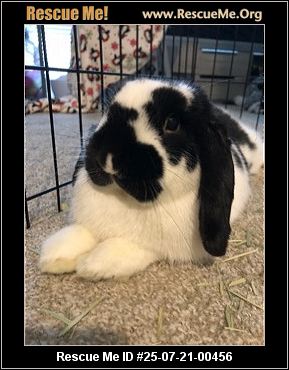 - Georgia Rabbit Rescue - ADOPTIONS - Rescue Me!