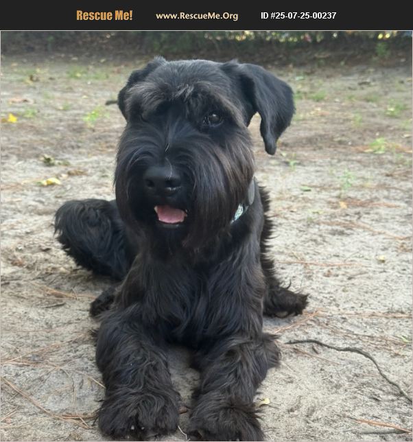 ADOPT 25072500237 ~ Schnauzer Rescue ~ West Virginia