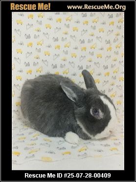 - California Rabbit Rescue - ADOPTIONS - Rescue Me!