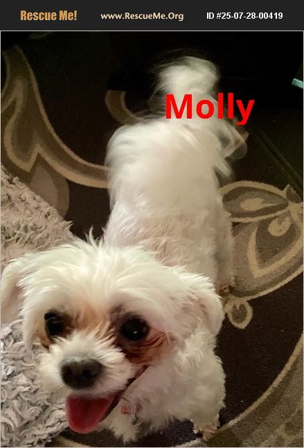 ADOPT 25072800419 ~ Maltese Rescue ~ Raleigh, NC