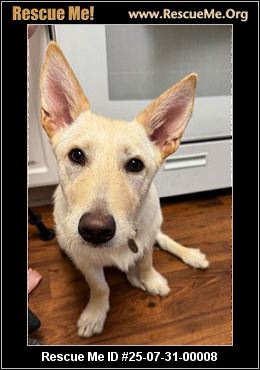 - California Corgi Rescue - ADOPTIONS - Rescue Me!