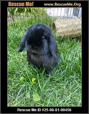 - Virginia Rabbit Rescue - ADOPTIONS - Rescue Me!