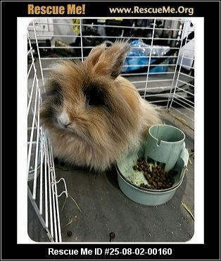 - Georgia Rabbit Rescue - ADOPTIONS - Rescue Me!