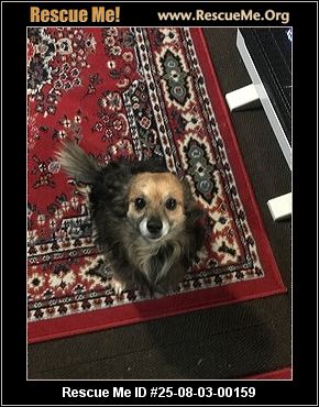 - Michigan Pomeranian Rescue - ADOPTIONS - Rescue Me!