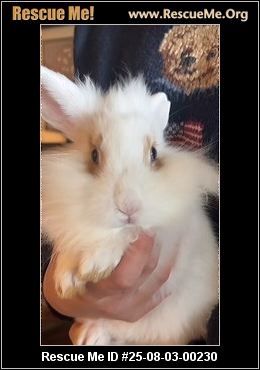 - California Rabbit Rescue - ADOPTIONS - Rescue Me!