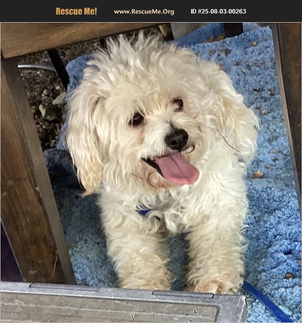 ADOPT 25080300263 ~ Cockapoo Rescue ~ Sacramento, CA