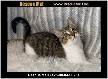 - Tennessee Cat Rescue - ADOPTIONS - Rescue Me!
