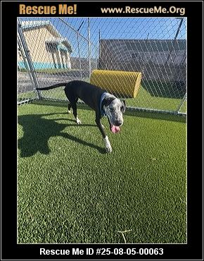 - Wills Way Dog Rescue - Boca Raton, FL - AVAILABLE PETS