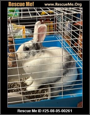 - Michigan Rabbit Rescue - ADOPTIONS - Rescue Me!