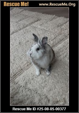 - Illinois Rabbit Rescue - ADOPTIONS - Rescue Me!